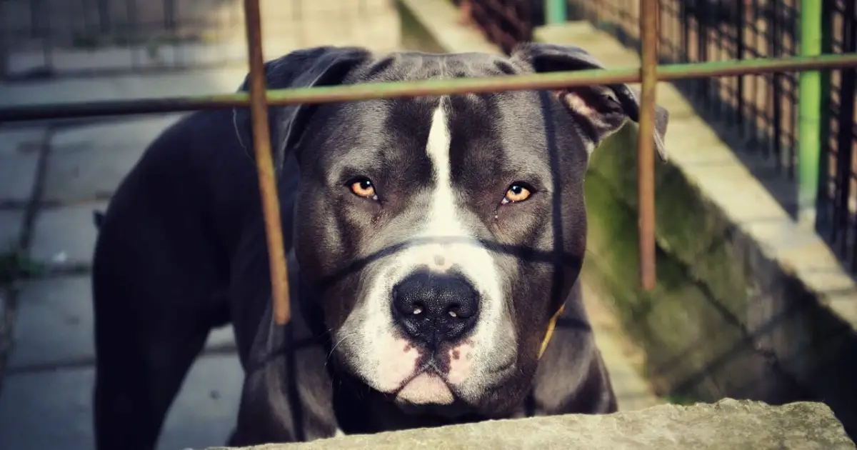 The Pit Bull Dilemma