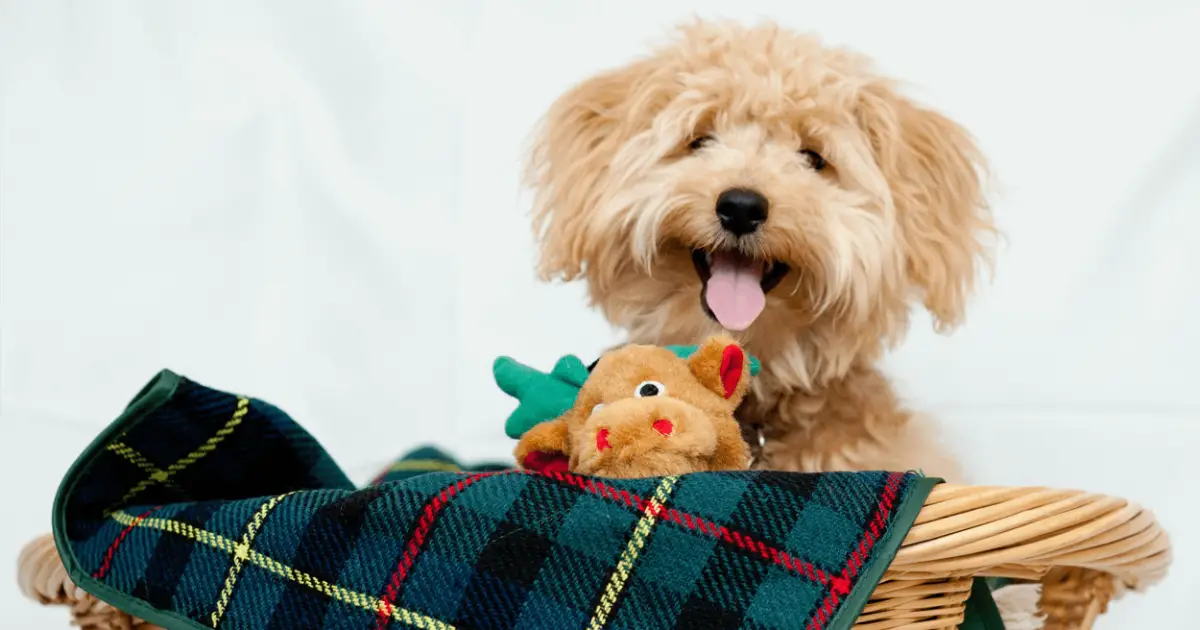 Pomapoo: Friendly and Affectionate Designer Breed