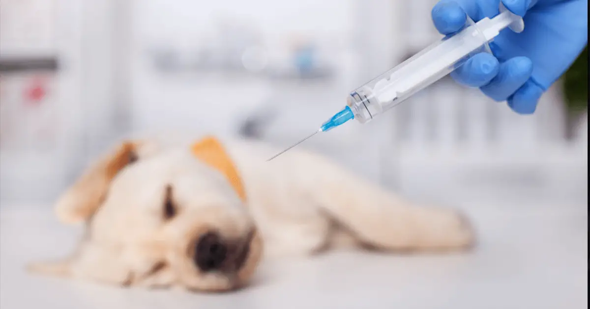 Puppy Shot Schedule: All About Vaccines