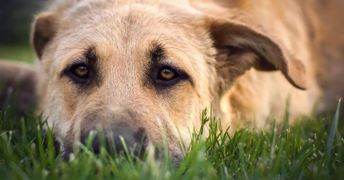 Intestinal Blockage in Dogs: Signs, Causes & Treatment | World Dog Finder