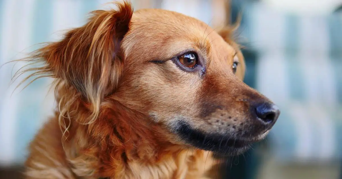 Skin Tags On Dogs - All You Should Know | World Dog Finder