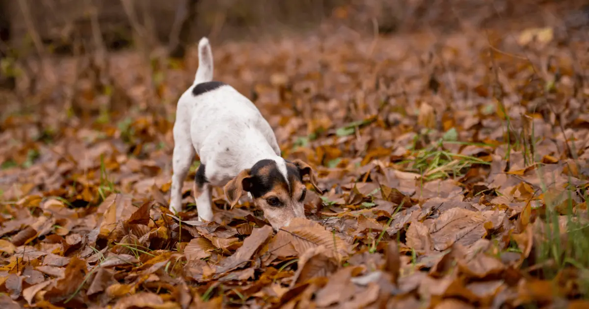 Scent Work Training | How to Start | World Dog Finder