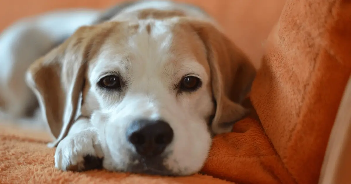 6 Helpful Tips How to Prevent Dog Diabetes | World Dog Finder