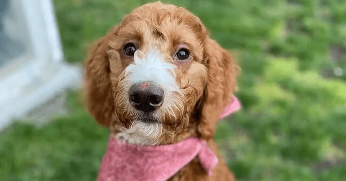 Springerdoodle: Breed Info & Guide | World Dog Finder