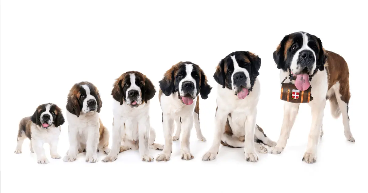 The 10 Best Big Dog Breeds - With Pictures