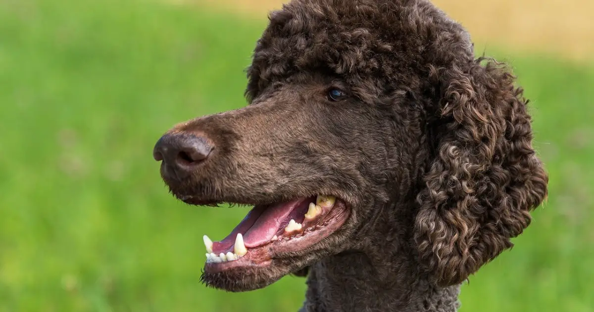Poodle Rescue Near Me - Where to Adopt a Poodle?