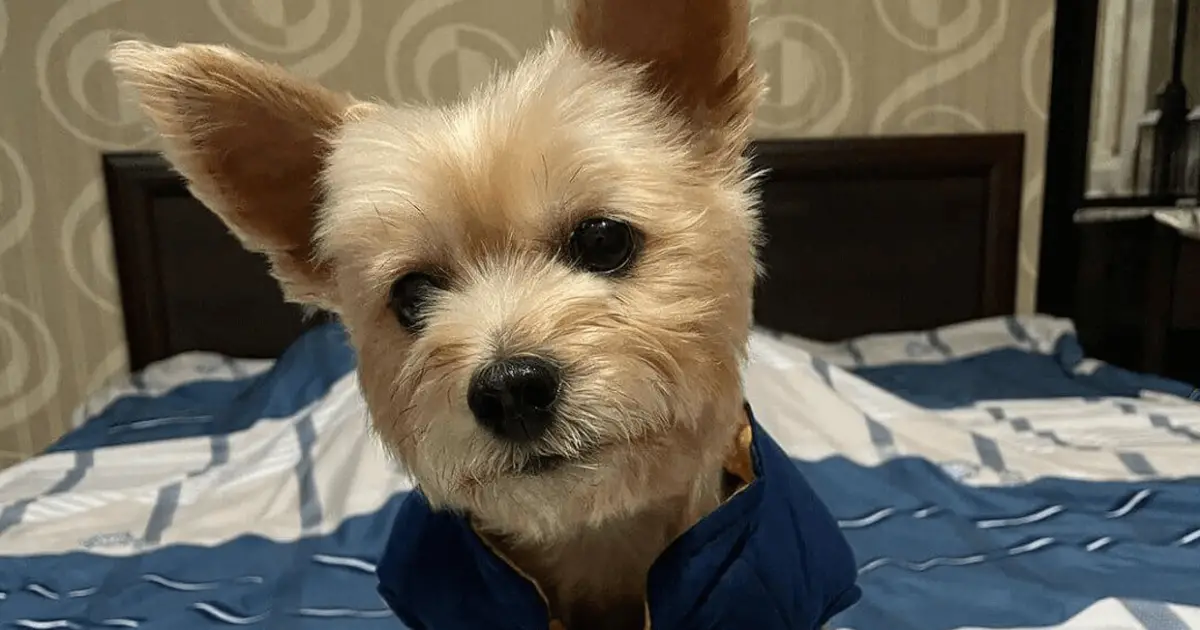 Torkie - Info, Temperament & Care - World Dog Finder