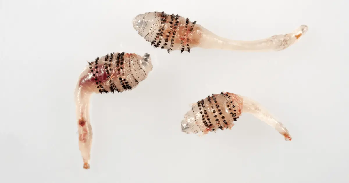 How Dangerous Are Warbles In Dogs? | World Dog Finder