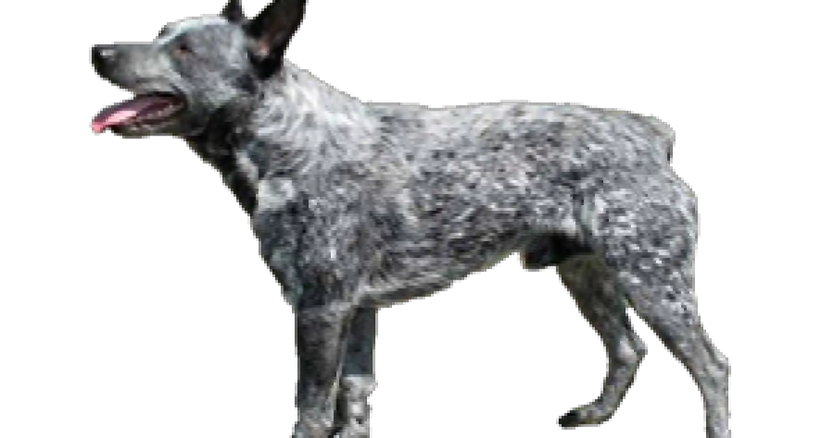 Australian Stumpy Tail Cattle Dog characteristics