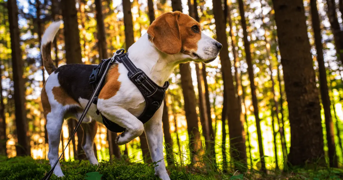 Beagle | Dog Breed Info, Guide & Care