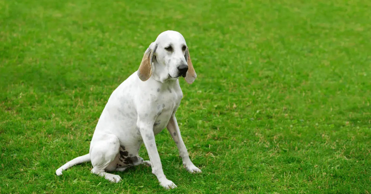 Billy | Breed Info & Guide | World Dog Finder