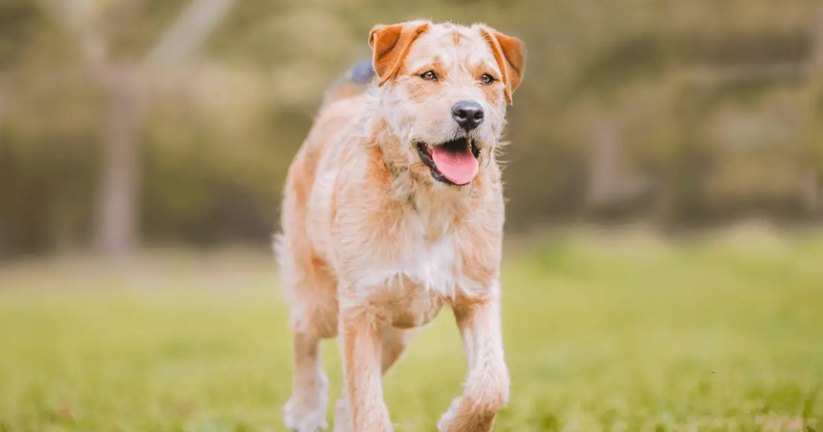 Border Terrier | Dog Breed Info, Guide & Care