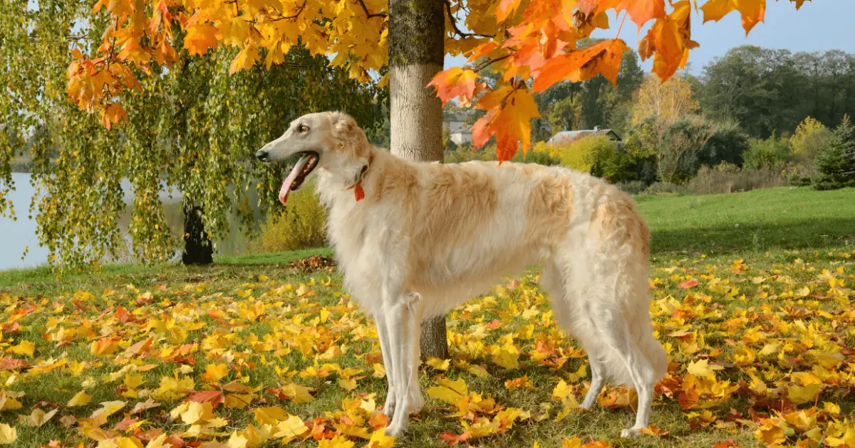 Borzoi | Breed Info & Guide | World Dog Finder