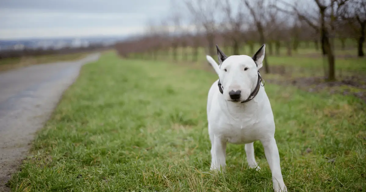 Bull Terrier | Dog Breed Info, Guide & Care