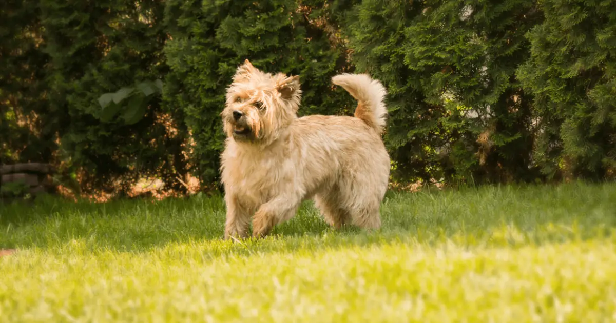 Cairn Terrier | Dog Breed Info, Guide & Care