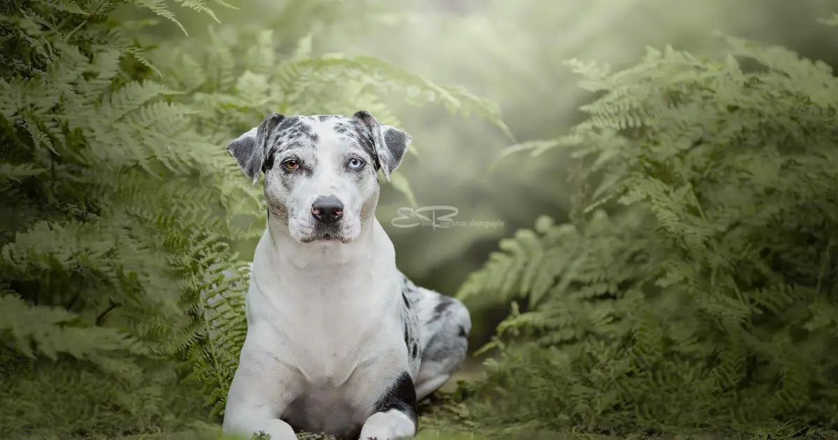 Catahoula Leopard Dog | Breed Info, Guide & Care