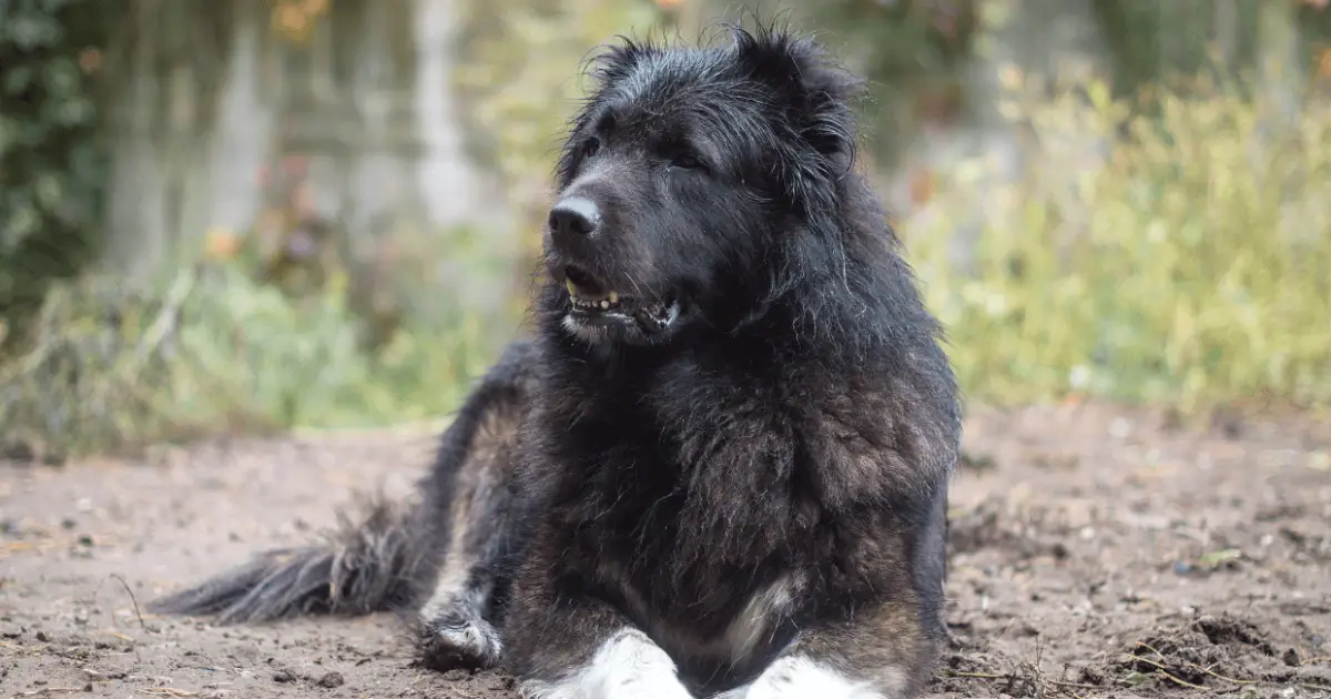 Caucasian Shepherd Dog | Breed Info, Guide & Care