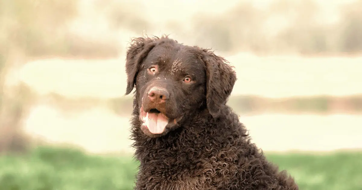 Curly-Coated Retriever | Dog Breed Info, Guide & Care