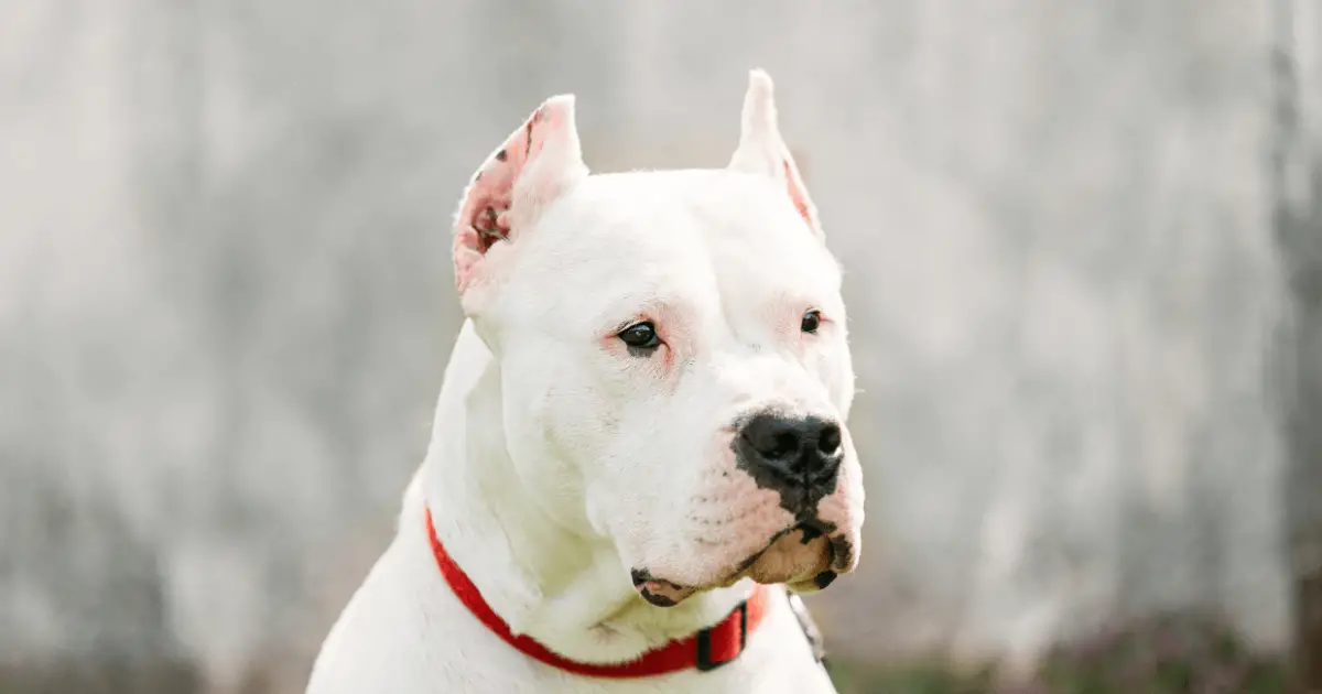 Dogo Argentino | Dog Breed Info, Guide & Care