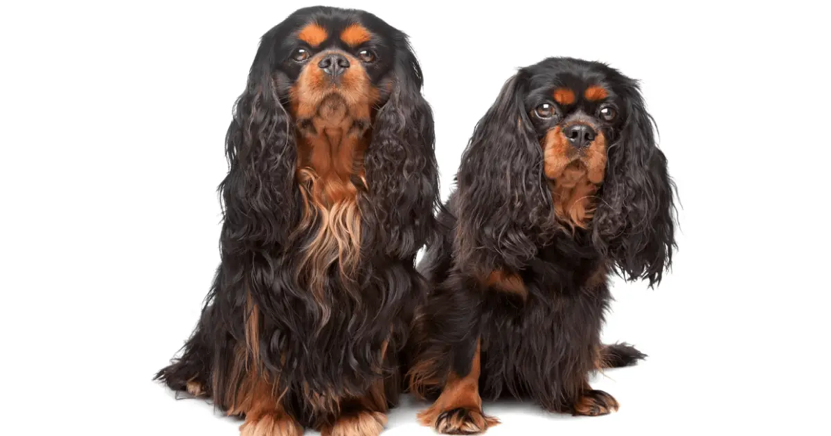 English Toy Spaniel | Dog Breed Info, Guide & Care