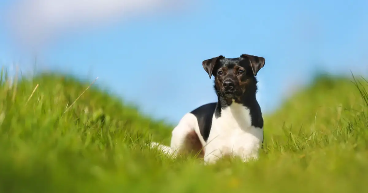 Danish-Swedish Farmdog | Dog Breed Info, Guide & Care