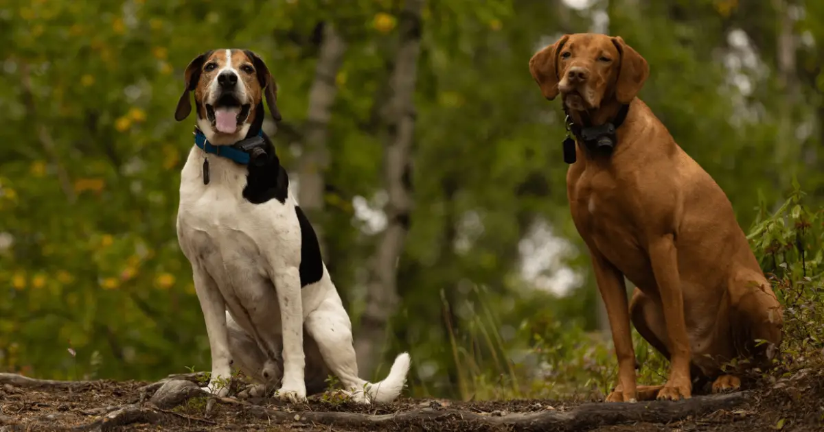 Halden Hound: Dog Breed Info, Guide & Care