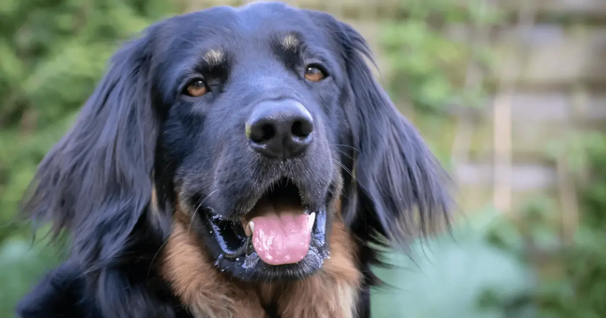 Hovawart | Dog Breed Info, Guide & Care