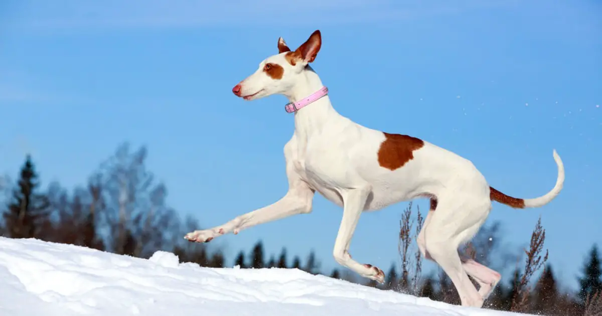 Ibizan Hound | Dog Breed Info, Guide & Care