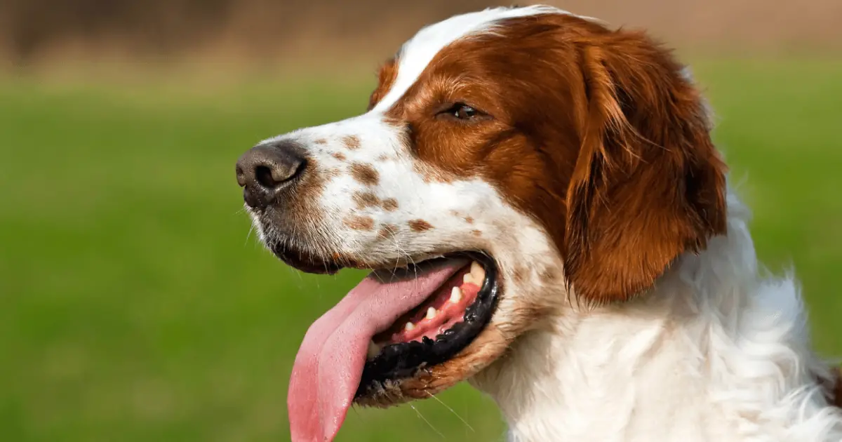 Irish Red and White Setter | Dog Breed Info, Guide & Care