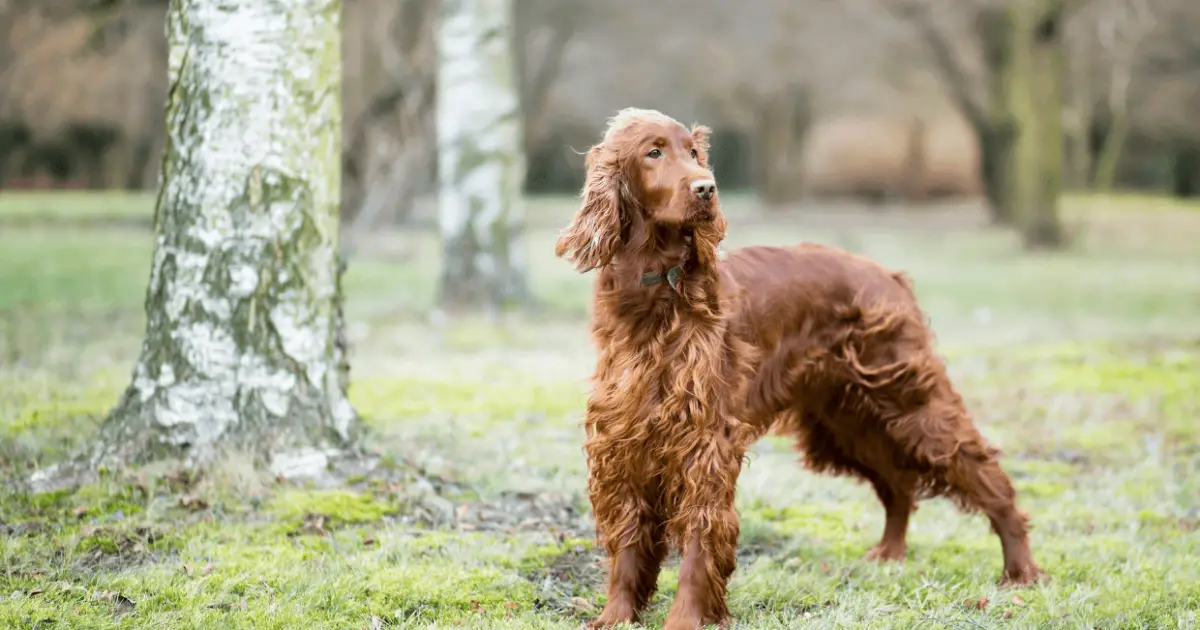 Irish Setter | Dog Breed Info, Guide & Care