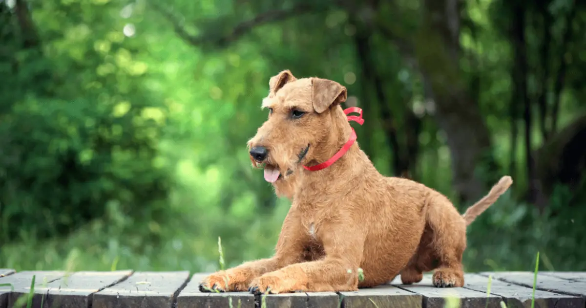 Irish Terrier | Dog Breed Info, Guide & Care