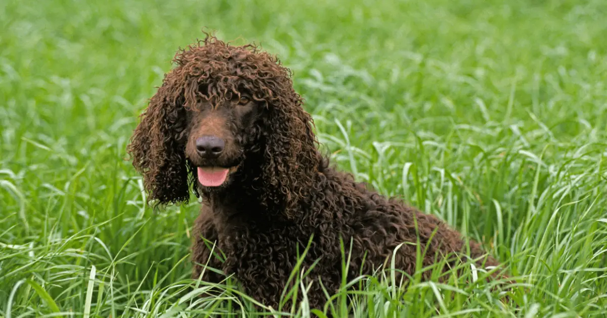 Irish Water Spaniel | Dog Breed Info, Guide & Care