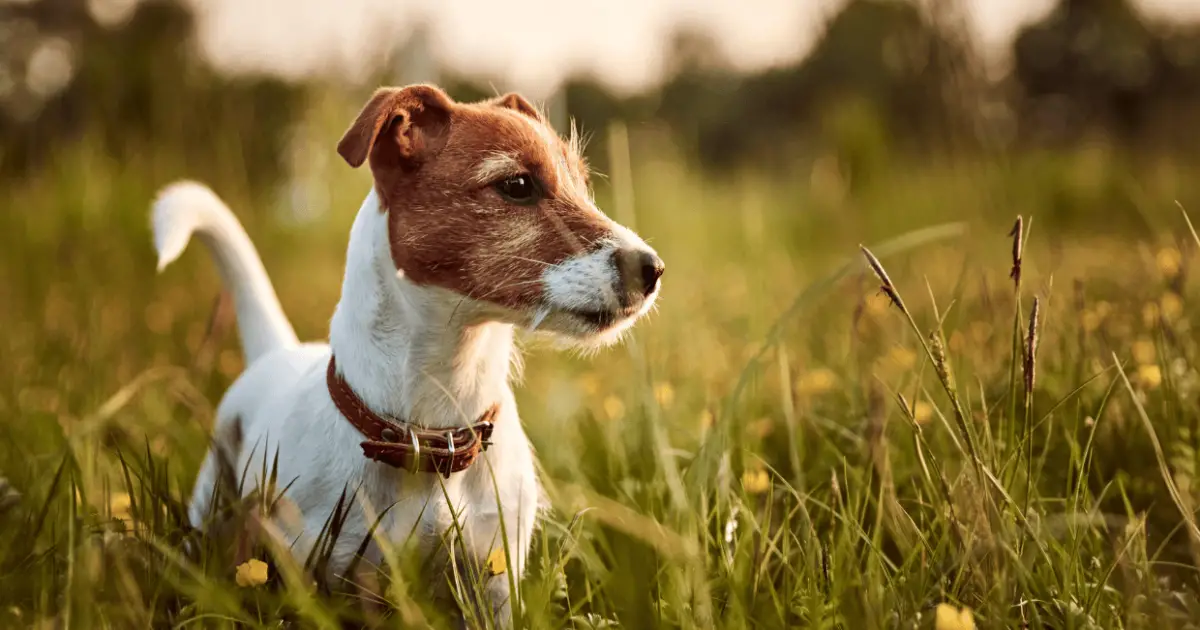 Jack Russell Terrier | Dog Breed Info, Guide & Care