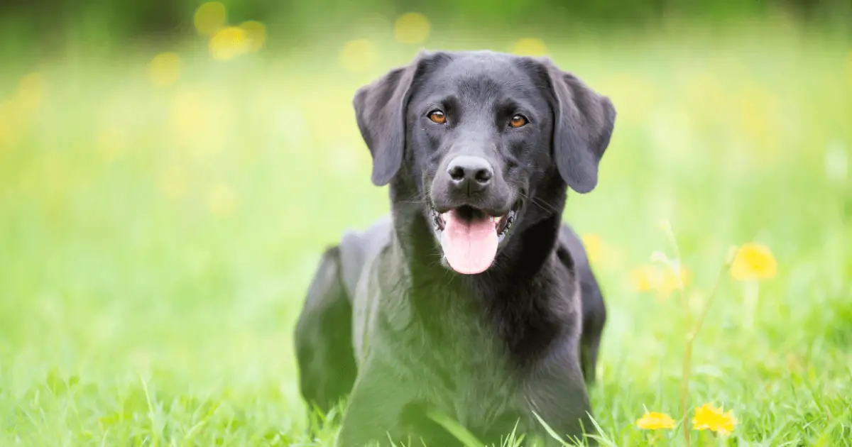 Labrador Retriever | Dog Breed Info, Guide & Care