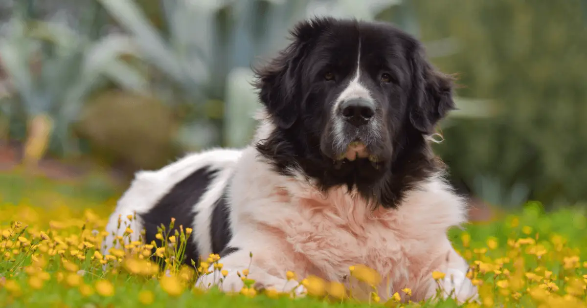 Landseer | Dog Breed Info, Guide & Care