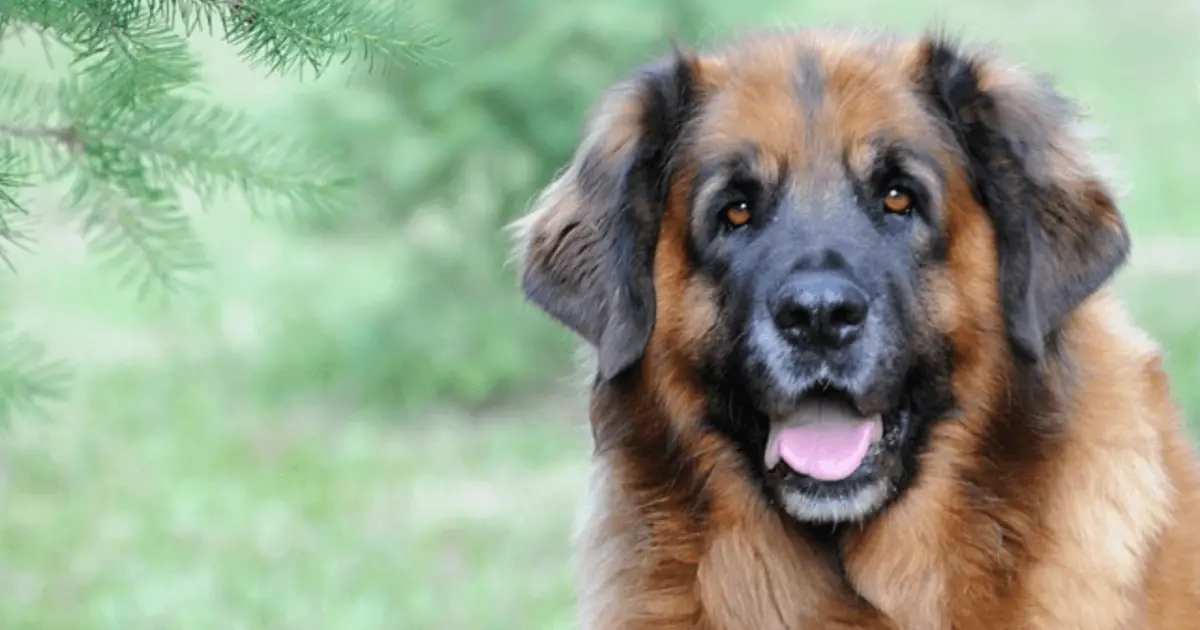 Leonberger | Dog Breed Info, Guide & Care
