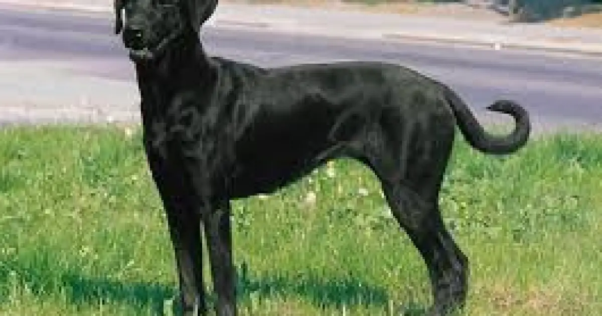 Majorcan Shepherd Dog characteristics