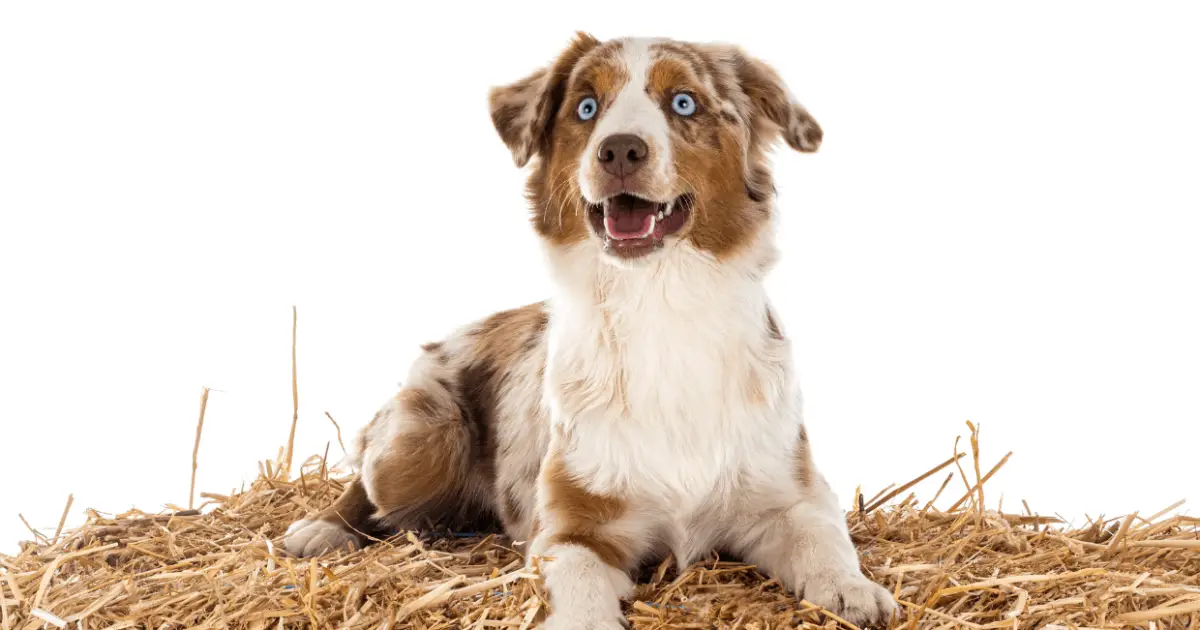 Miniature American Shepherd | Dog Breed Info, Guide & Care