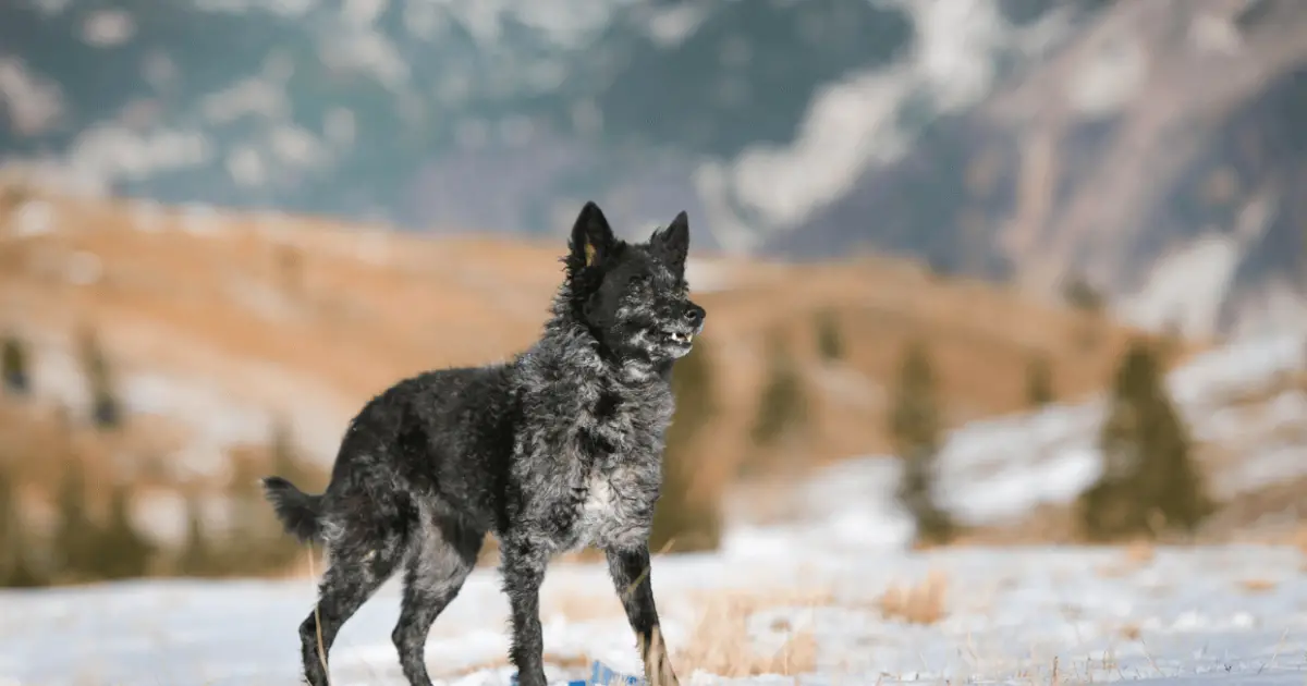 Mudi | Dog Breed Info, Guide & Care