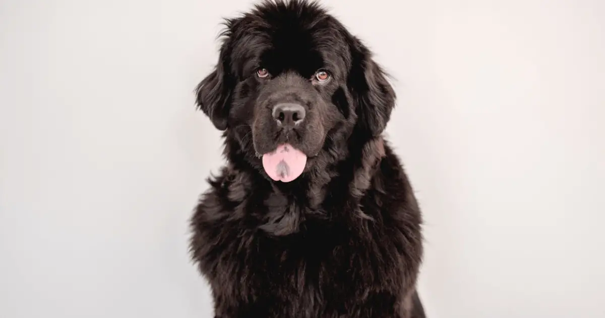 Newfoundland | Dog Breed Info, Guide & Care