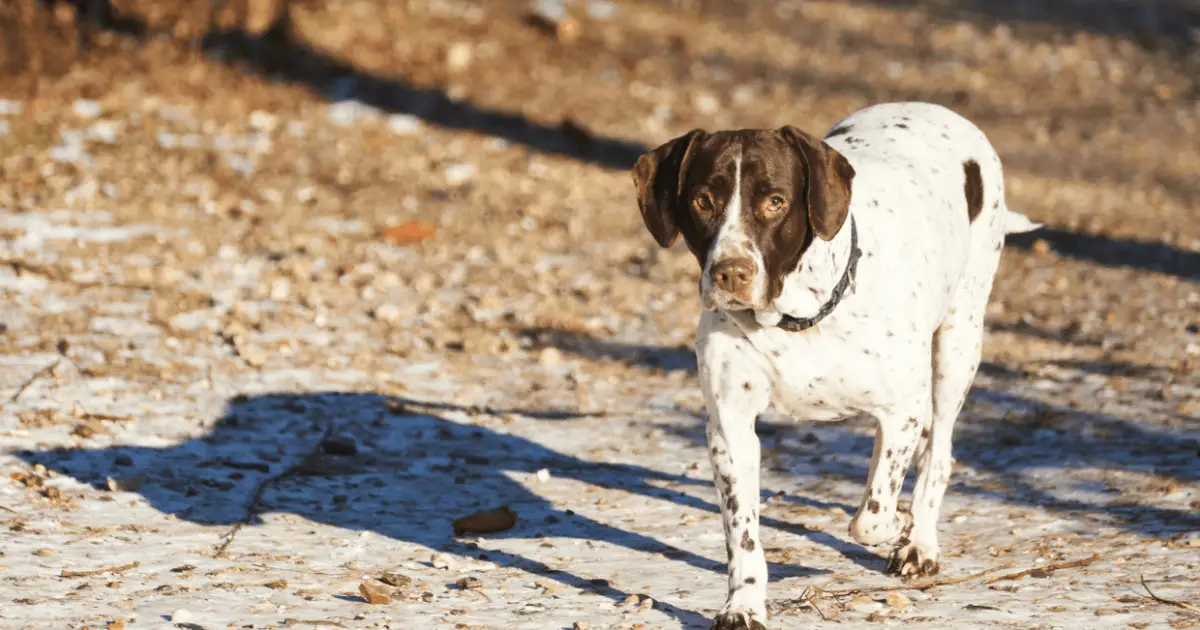 Old Danish Pointer | Dog Breed Info, Guide & Care