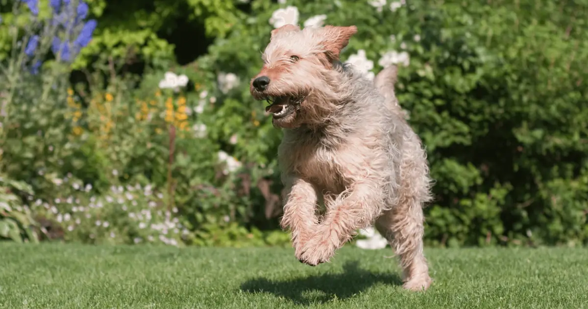 Otterhound | Dog Breed Info, Guide & Care