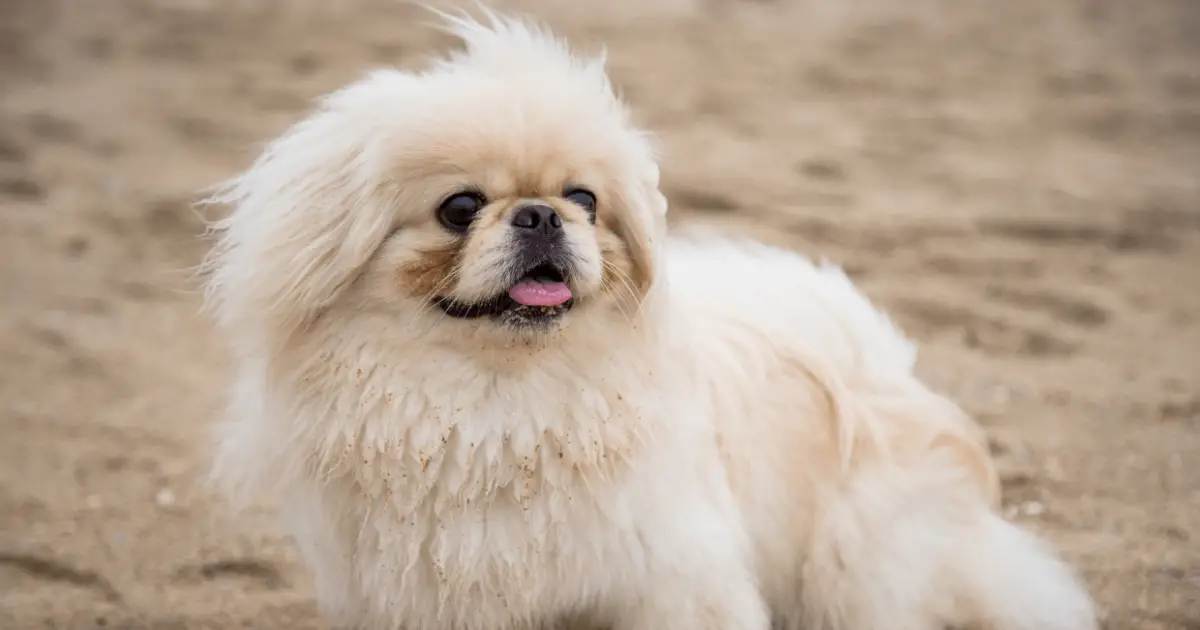 Pekingese | Dog Breed Info, Guide & Care