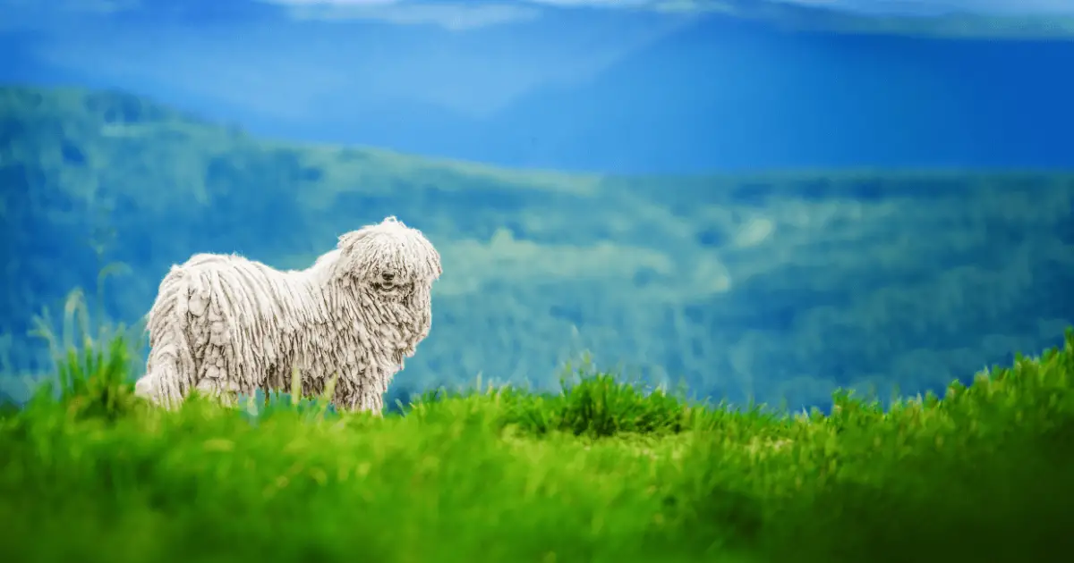 Puli | Dog Breed Info, Guide & Care