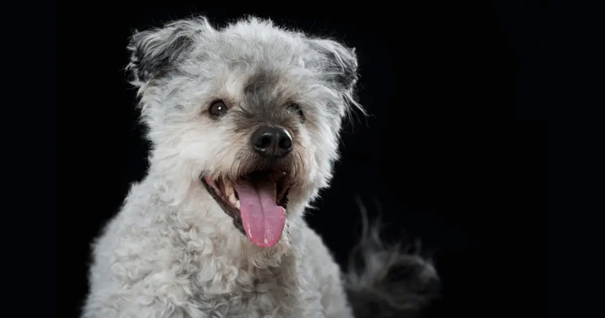 Pumi: Dog Breed Info, Guide & Care