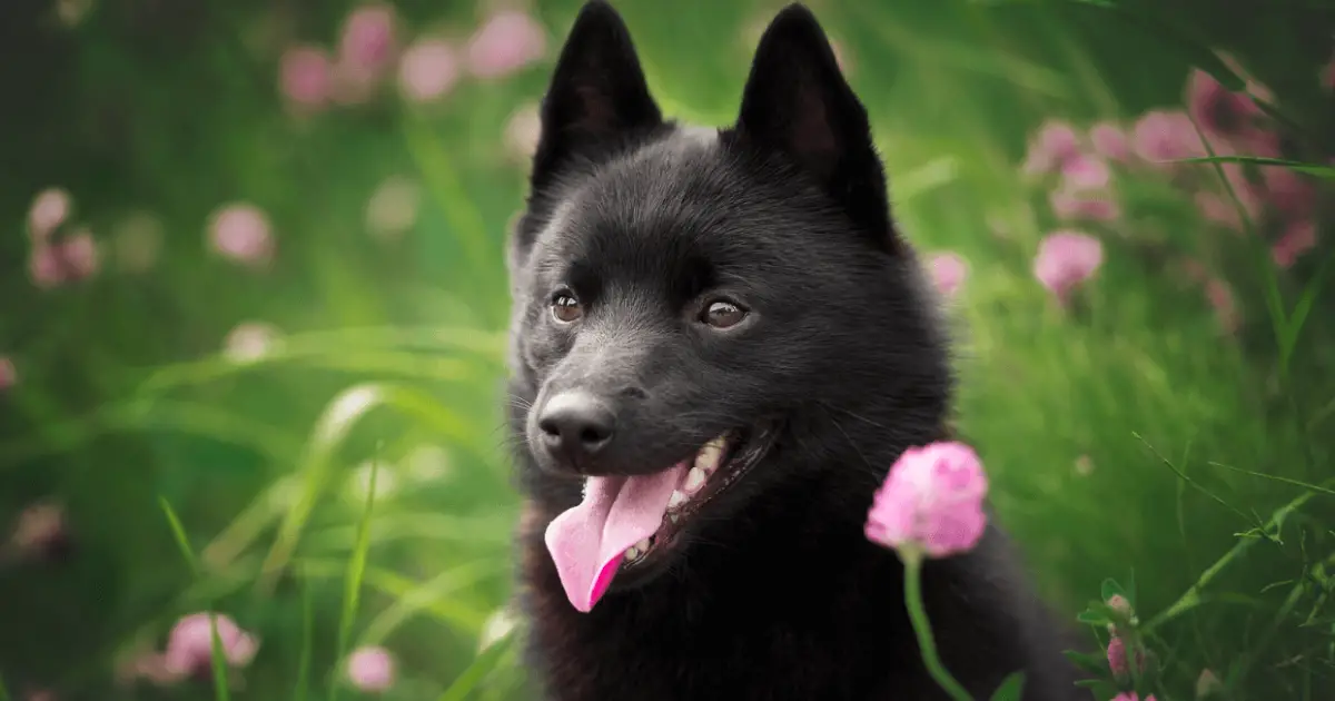 Schipperke | Dog Breed Info, Guide & Care