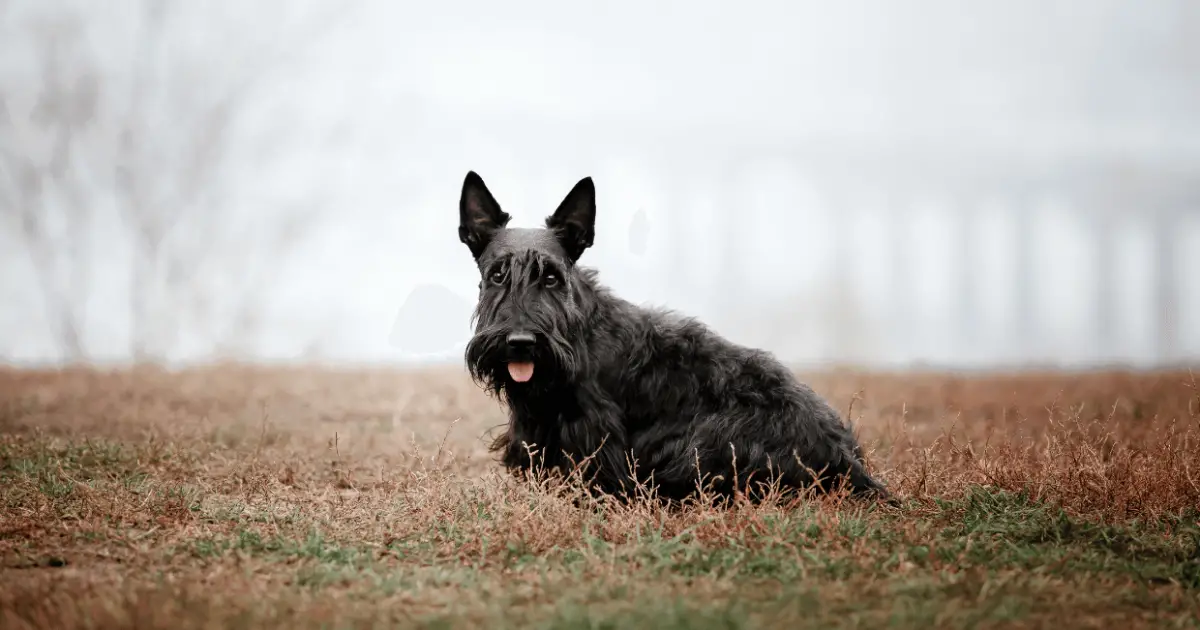 Scottish Terrier | Dog Breed Info, Guide & Care