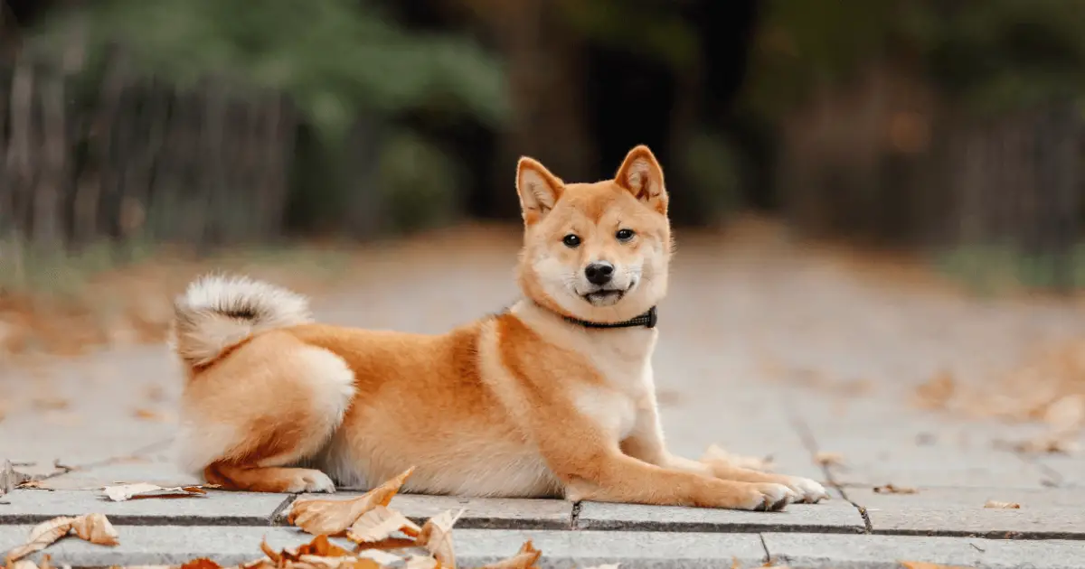Shiba Inu | Dog Breed Info, Guide & Care