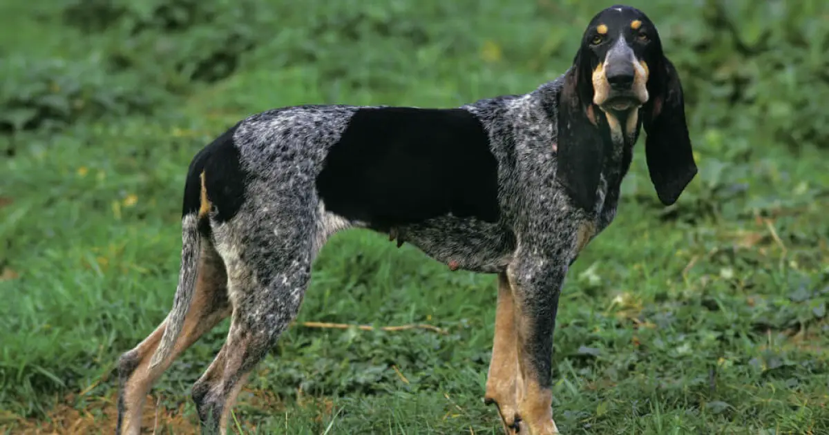 Grand Bleu de Gascogne | Dog Breed Info, Guide & Care