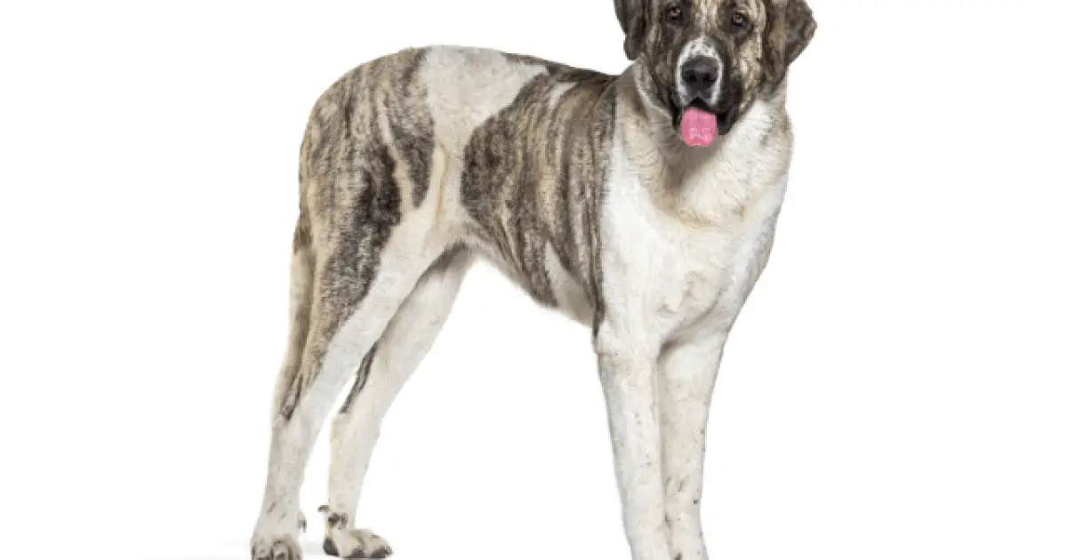 Transmontano Mastiff Dog Breed Information